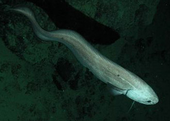 鳕形目 Gadiformes 蓝色动物学